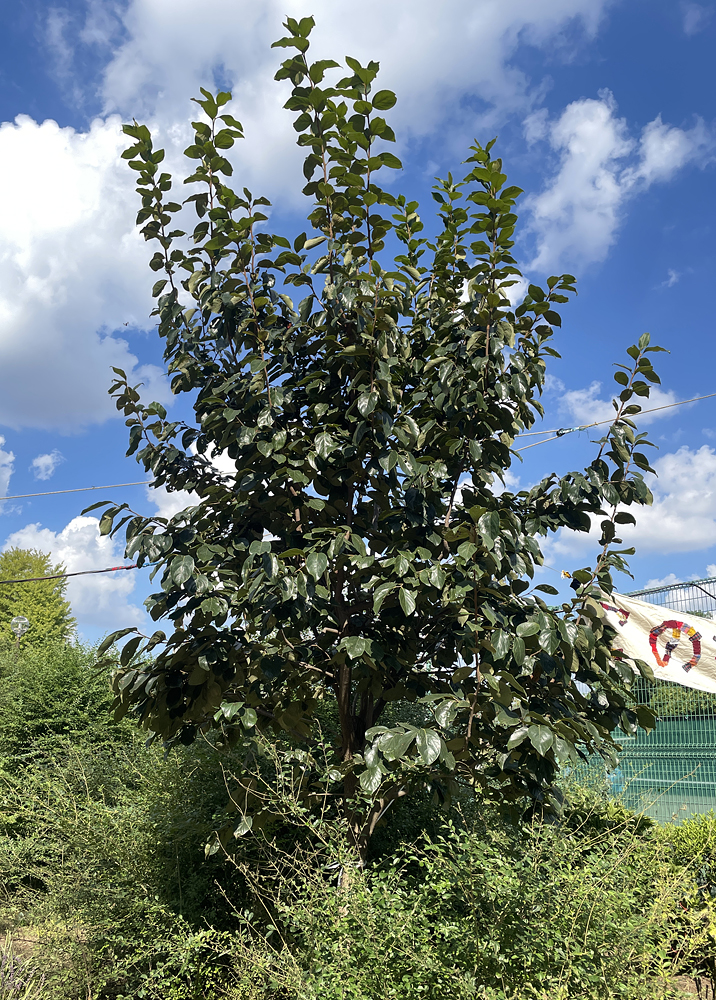 第49回雑居まつり【本部、飲食スペース、被爆3世の柿の木など】 – 雑居まつり—ボランティアと福祉を考えるわたしたちがつくるおまつりです